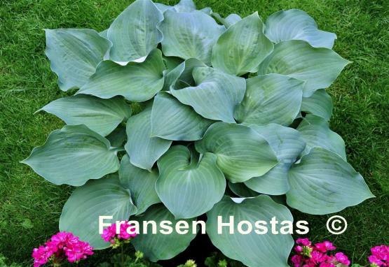 Hosta Rhapsody in Blue - Fransen Hostas
